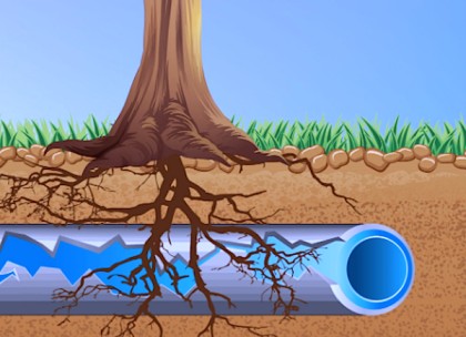 Tree Roots Blocking Drains? Root Ingress and Intrusions